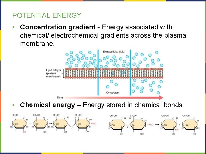 BIOLOGY 2 E Chapter 6 METABOLISM Power Point