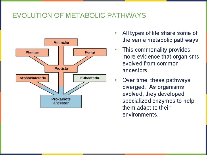 BIOLOGY 2 E Chapter 6 METABOLISM Power Point