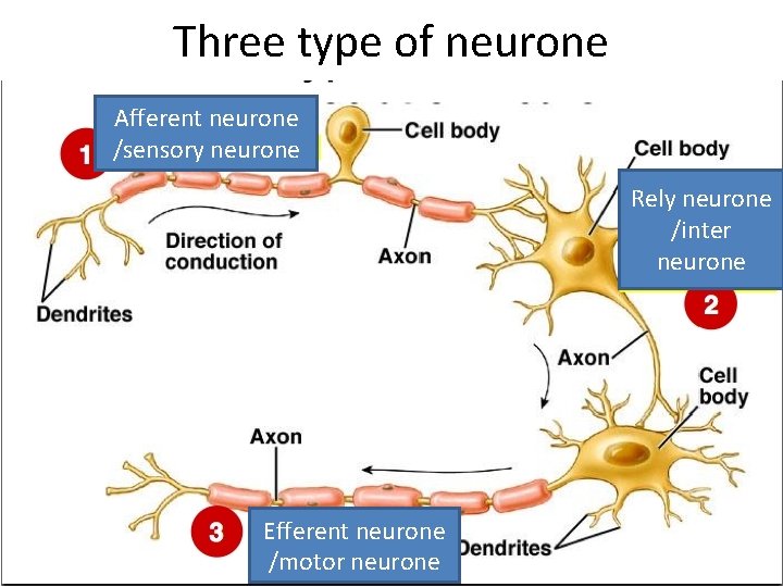 CHAPTER 8 Neural regulation in human body LEARNING