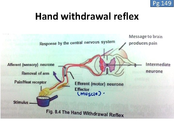 CHAPTER 8 Neural regulation in human body LEARNING