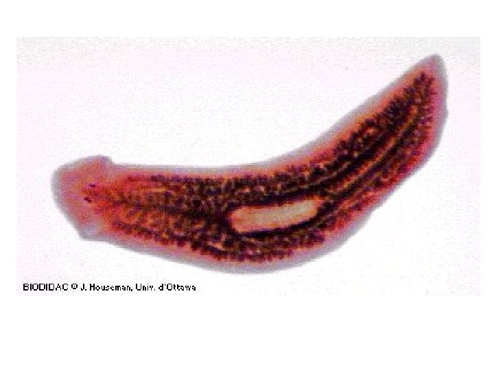 Flat Round and Segmented Worms Tripoblastic Acoelomate Pseudocoelomate