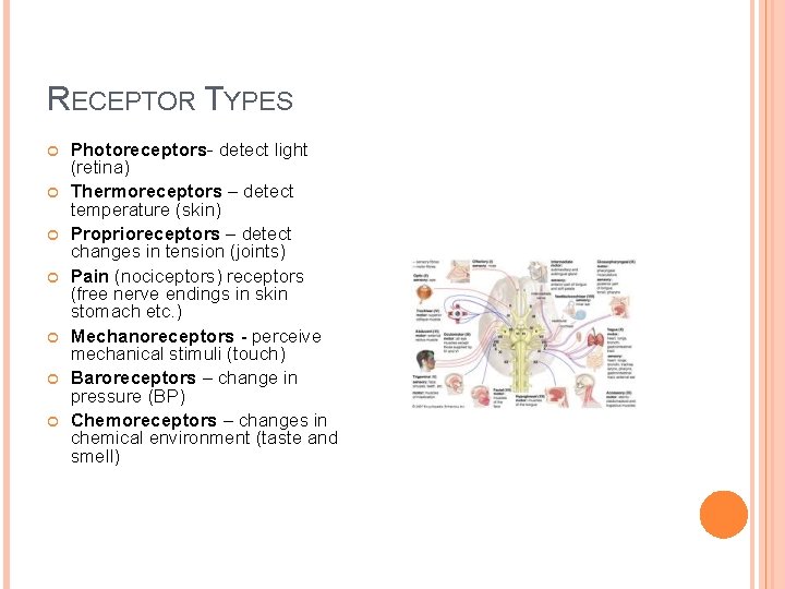 INTRODUCTION TO SENSORY RECEPTORS Exercise 20 BI 232
