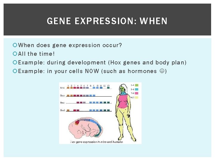 GENE EXPRESSION Honors Biology GENE EXPRESSION WHAT What
