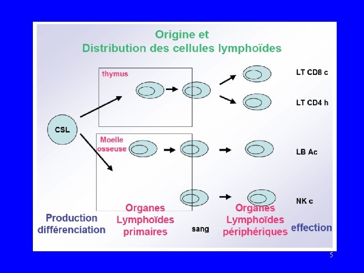 Anatomie du systme lymphode M Alessandra RosenthalAllieri Laboratoire