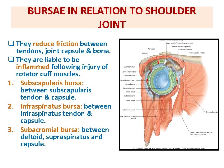 ANATOMY OF THE SHOULDER REGION Dr Ahmed Fathalla