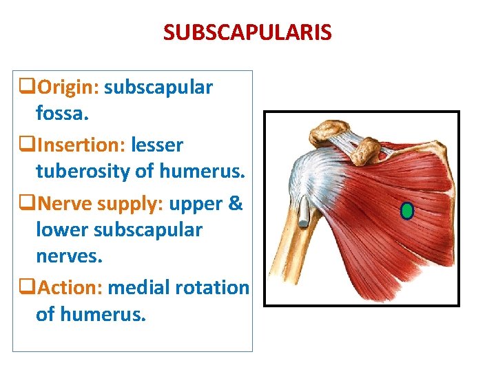 ANATOMY OF THE SHOULDER REGION Dr Ahmed Fathalla