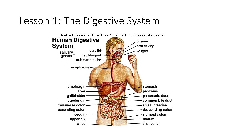 Chapter 18 Digestive Urinary Systems Lesson 1 The