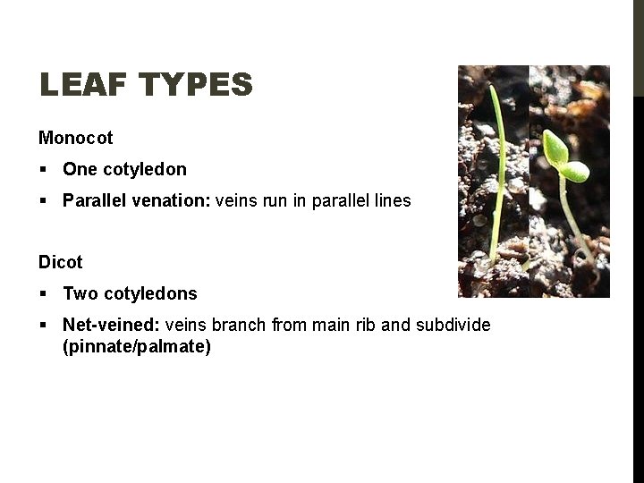 PLANT STRUCTURES LEAVES FUNCTION OF LEAVES Convert light