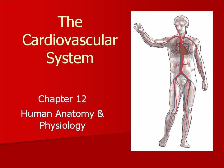The Cardiovascular System Chapter 12 Human Anatomy Physiology