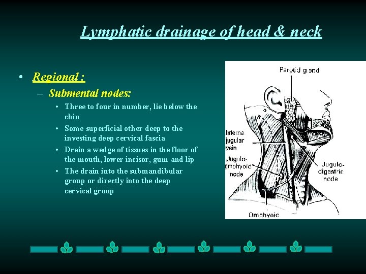 Lymphatic drainage of the head and neck Tissue