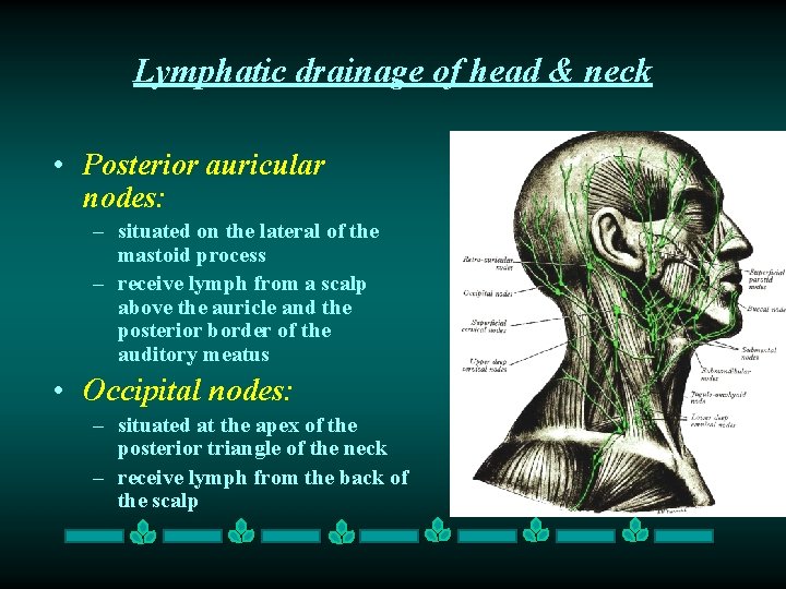 Lymphatic Drainage Of The Head And Neck Tissue Lymphatic Drainage Of The Head And Neck Tissue