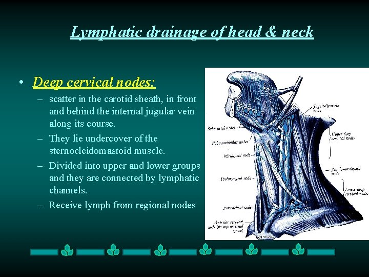 Lymphatic drainage of the head and neck Tissue