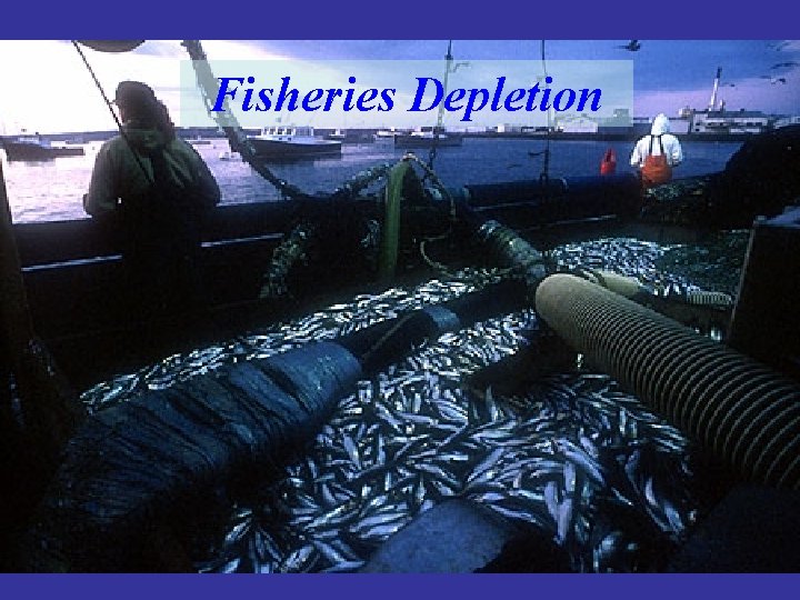 Fisheries Depletion Examples of fisheries in decline Northern