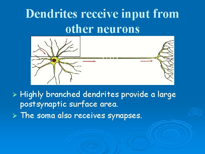 Nervous tissue Neurons and Glial Cells Anna L