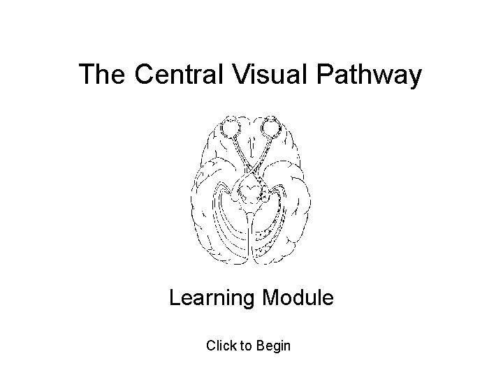 The Central Visual Pathway Learning Module Click to