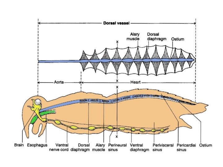 INSECT CIRCULATORY SYSTEM Dr Saveena Circulatory system There