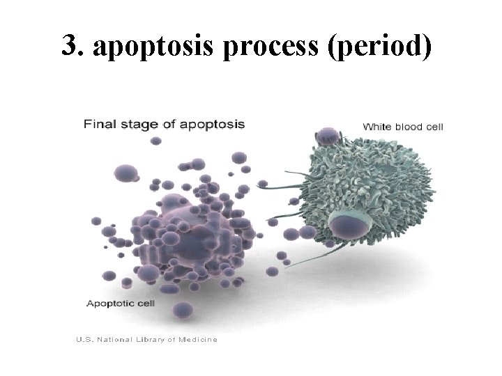 Cellular apoptosis and disease Zhao Mingyao BMC ZZU