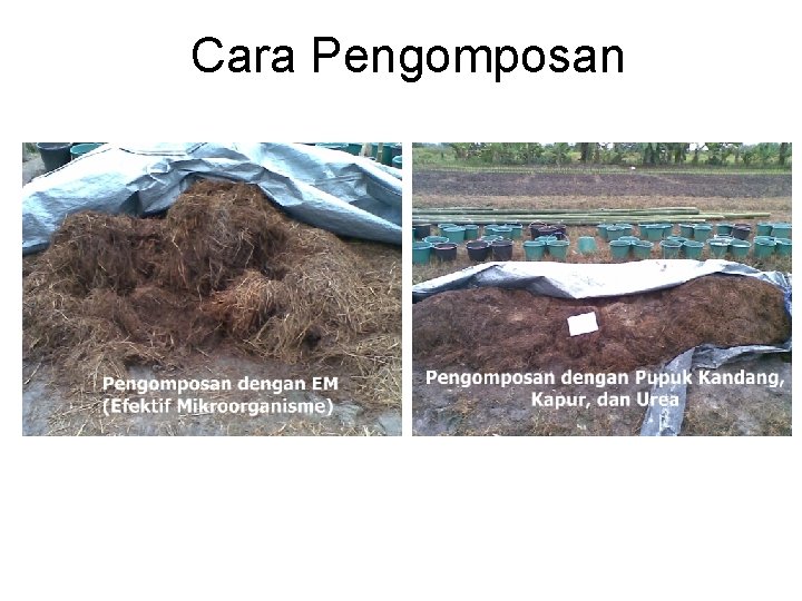 Tabel Pengaruh interaksi terhadap pertumbuhan dan komponen produksi
