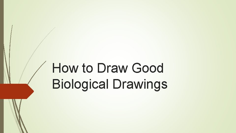 How to Draw Good Biological Drawings Drawing an