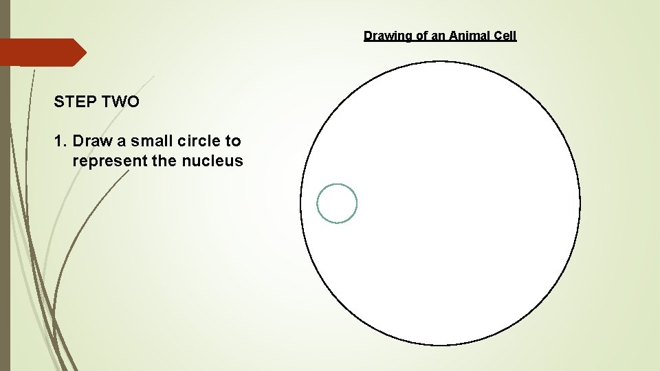 How to Draw Good Biological Drawings Drawing an