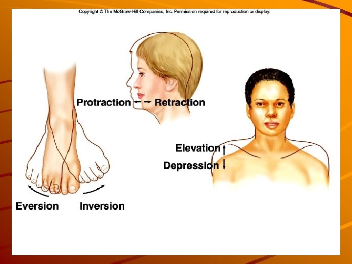 Muscle Kinesiology Anatomy Physiology Who came up with