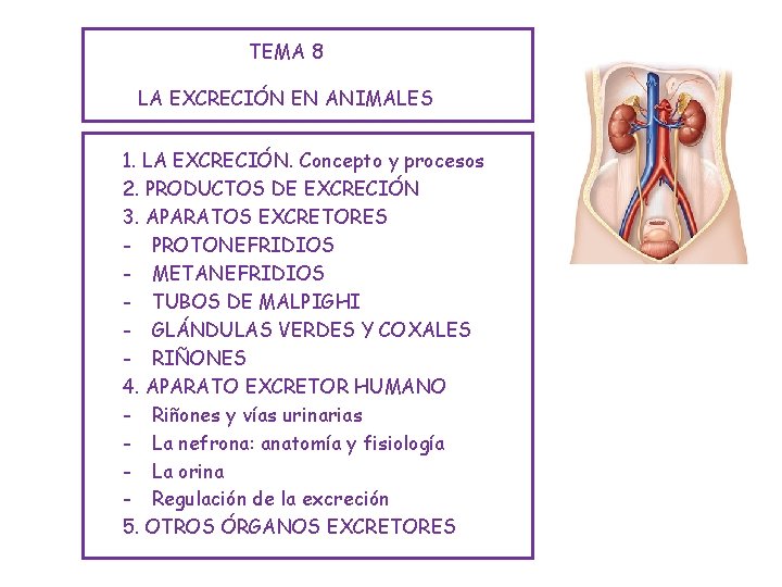 TEMA 8 LA EXCRECIN EN ANIMALES 1 LA