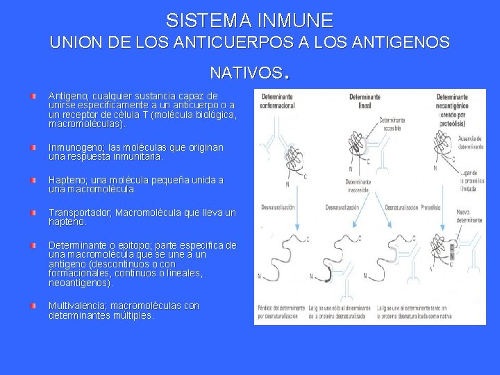 SISTEMA INMUNE INMUNOGLOBULINAS RECEPTORES RESPUESTA INMUNE Y LINFOCITO