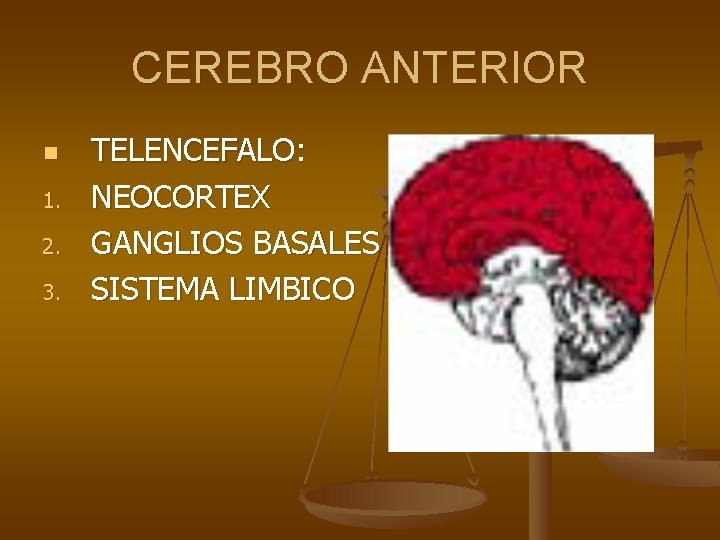 ANATOMIA DEL SISTEMA NERVIOSO GENERALIDADES NEURONANEUROTRANSMISORES ...