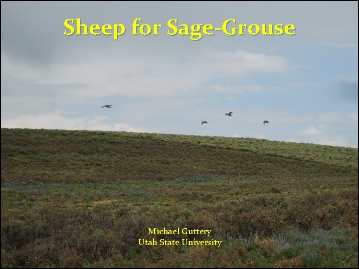 Sheep for SageGrouse Michael Guttery Utah State University