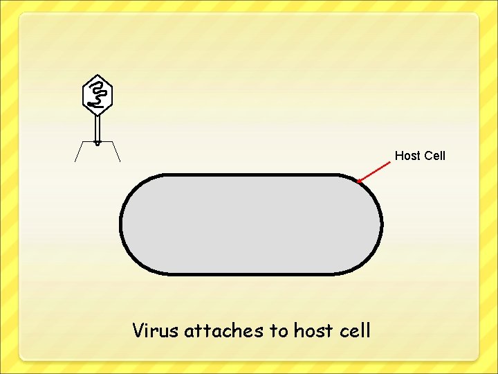 Learning Outcome Describe the structure of viruses Three
