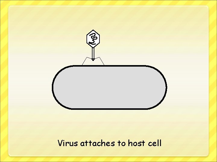Learning Outcome Describe the structure of viruses Three