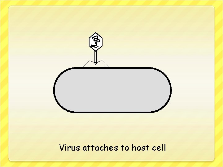 Learning Outcome Describe the structure of viruses Three