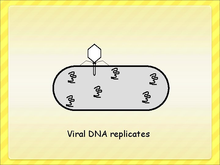 Learning Outcome Describe the structure of viruses Three