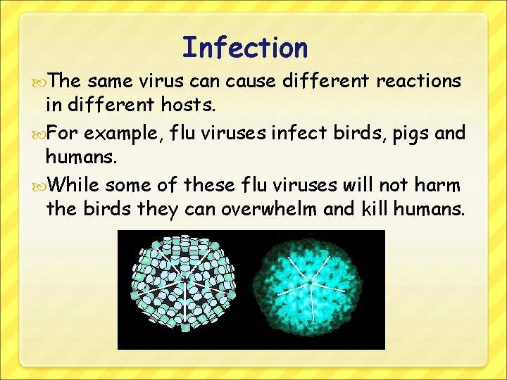 Learning Outcome Describe the structure of viruses Three