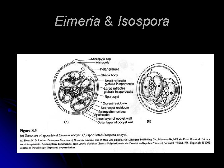 4 ANIMALLIKE PROTISTS THE PROTOZOA PROTOZOAN TAXONOMY 1