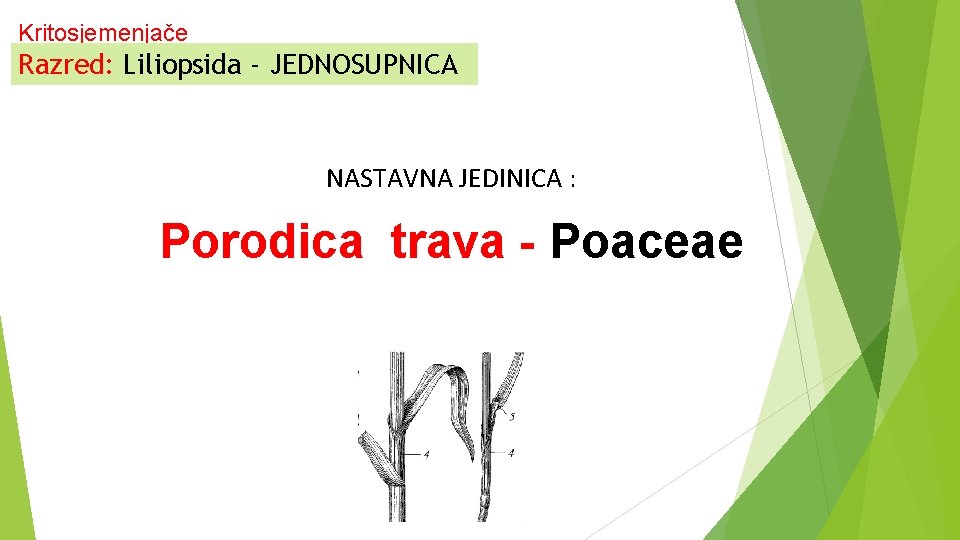 Kritosjemenjae Razred Liliopsida JEDNOSUPNICA NASTAVNA JEDINICA ...