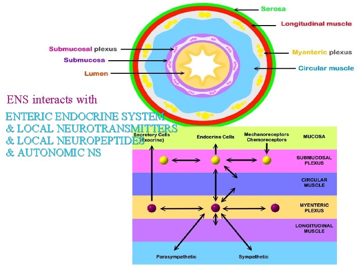 DRUGS BOWEL MOVEMENTS ENTERIC NERVOUS SYSTEM Regulate GI