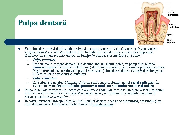 Anatomia Dinilor Realizat de eleva liceului L T