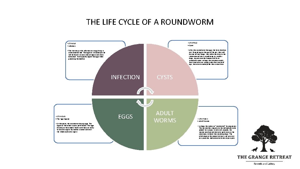 THE LIFE CYCLE OF A ROUNDWORM STEP ONE