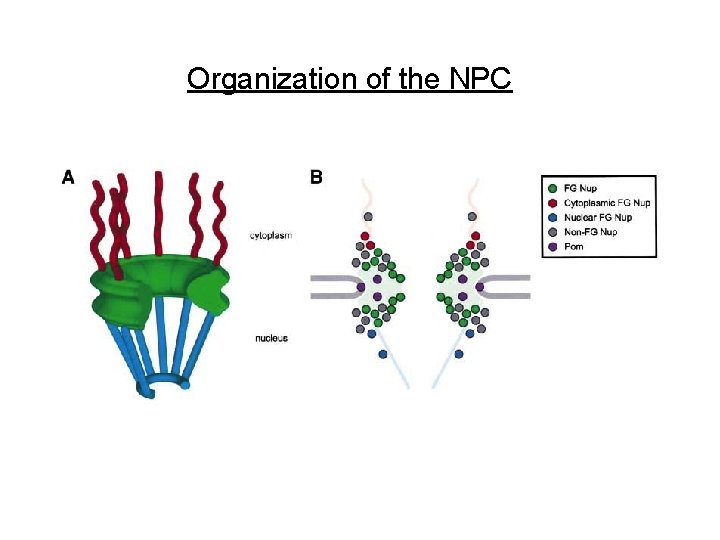 Part 1 Intracellular trafficking Week 1 Transport through