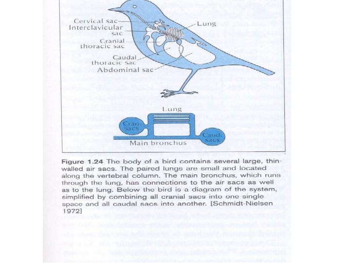 Bird respiration Respiratory structures of birds differ from
