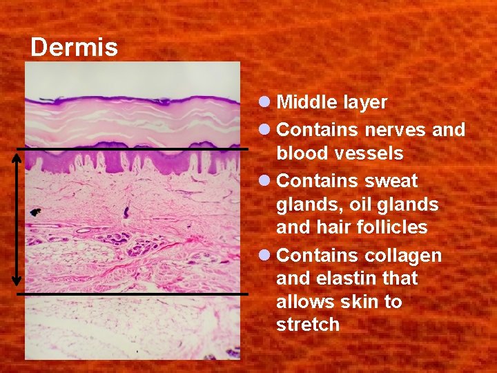 The Integumentary System Organs of the integumentary system