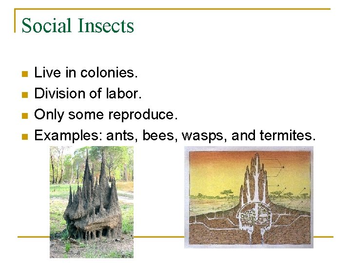Insect Behavior Ch 37 2 Communication n n