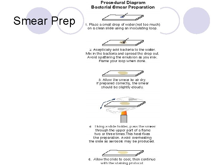 Staining Isolation of Bacteria l Most bacterial samples