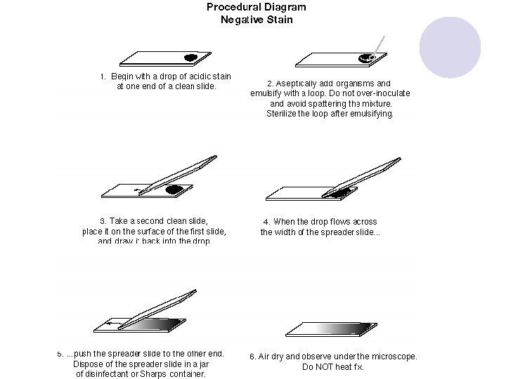 Staining Isolation of Bacteria l Most bacterial samples