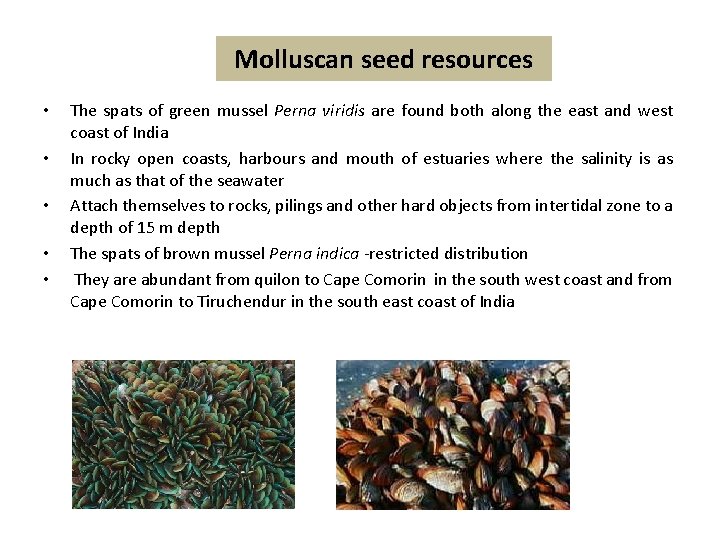 SEED RESOURCES OF FINFISH AND SHELLFISH Introduction Estuaries