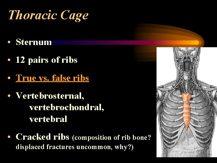 Chs 6 7 Axial Appendicular Skeleton 206 bones