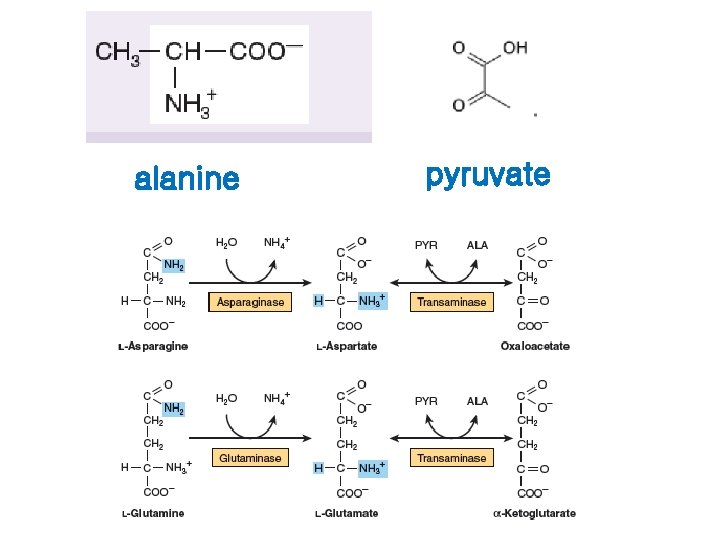Fig 29 1 Amphibolic intermediates formed from the
