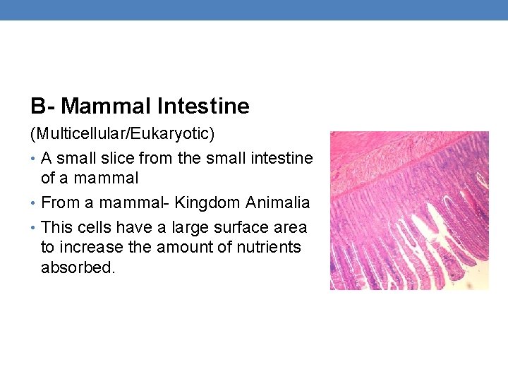 A Starfish Embryo MulticellularEukaryotic An early developmental stage