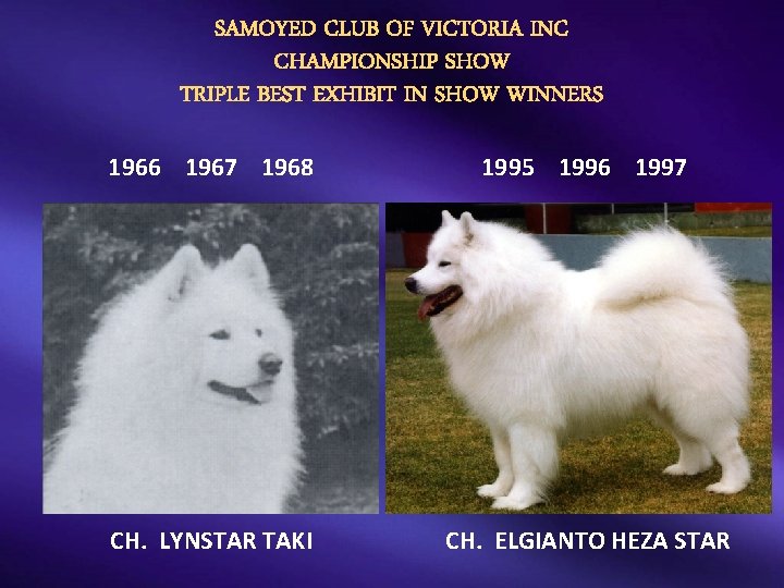 NATIONAL SAMOYED COUNCIL AUSTRALIA NATIONAL SHOW BEST EXHIBIT